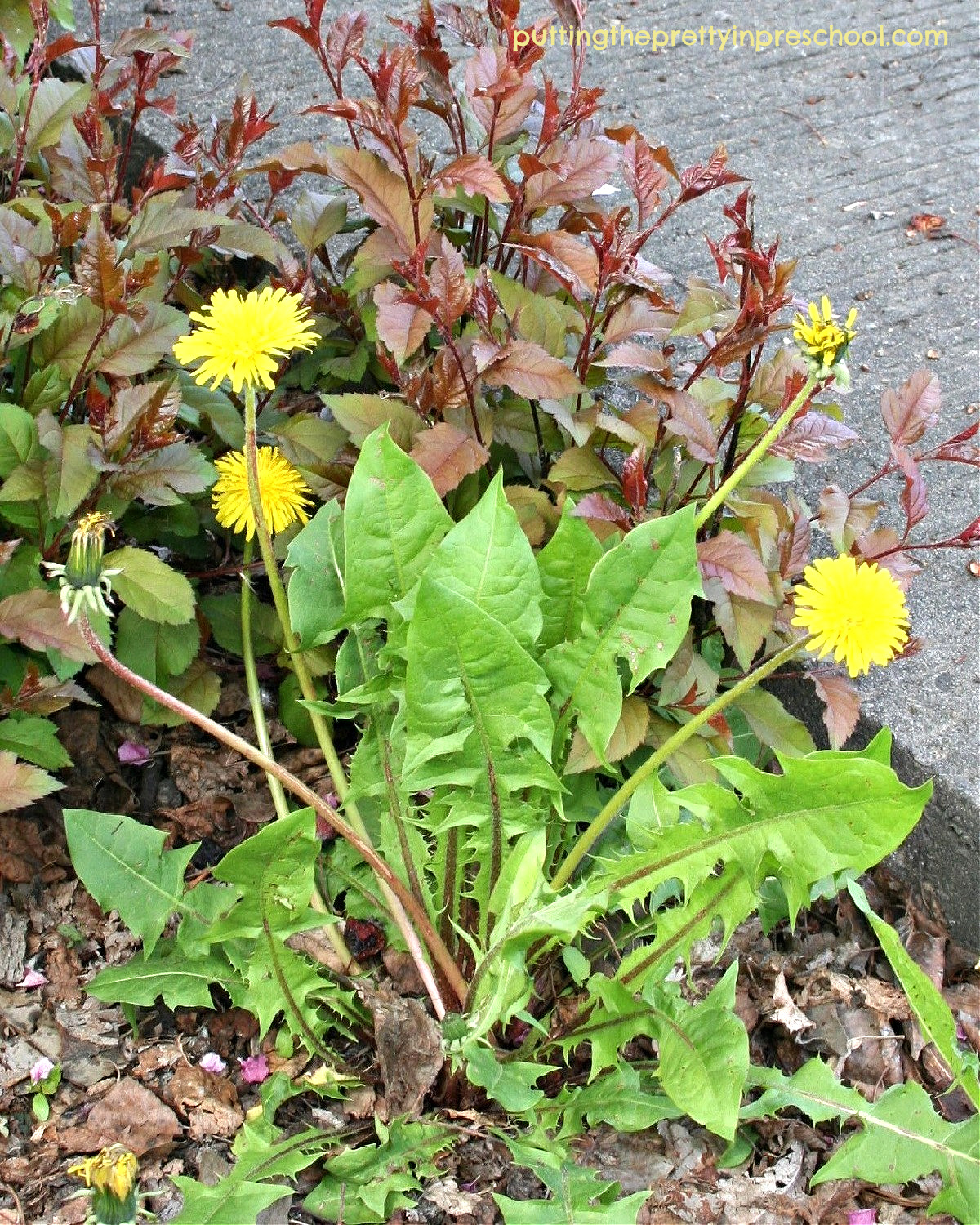 Dandelion Sensory Tray